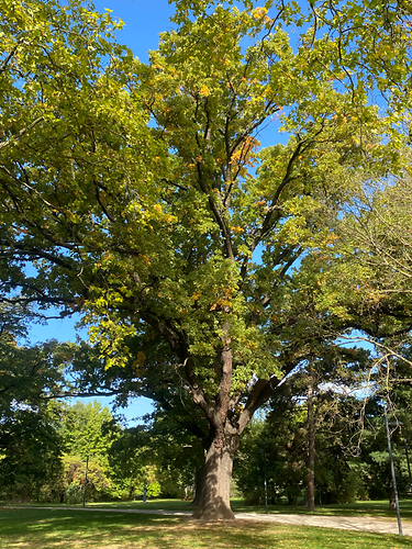 Auer Welsbach-Park - Stieleiche Quercus robur | 14. Bezirk | Bilder im ...