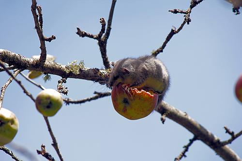 Bilche | Herrliche Natur | Bilder im Austria-Forum