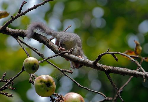 Bilche | Herrliche Natur | Bilder im Austria-Forum