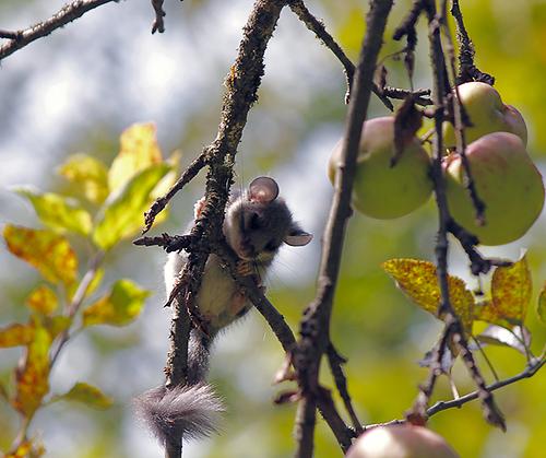 Bilche | Herrliche Natur | Bilder im Austria-Forum