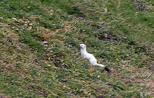 Wiesel | Herrliche Natur | Bilder im Austria-Forum