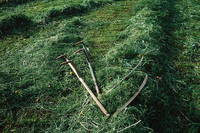 Sensen auf einer frisch gemähten Wiese | Sensen | Bilder im Austria-Forum