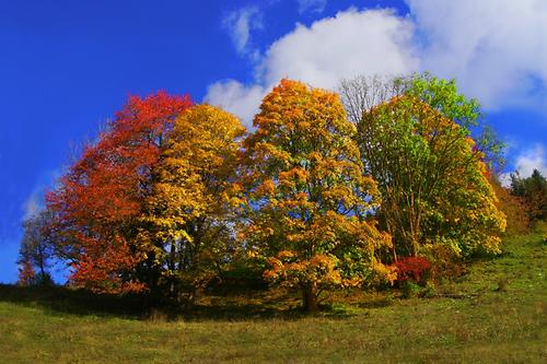 Bunte Laubbäume | Die Jahreszeiten um den Hochschwab | Bilder im ...