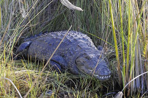 Common Crocodile (1) | Okavangodelta | Pictures | Geography im Austria ...