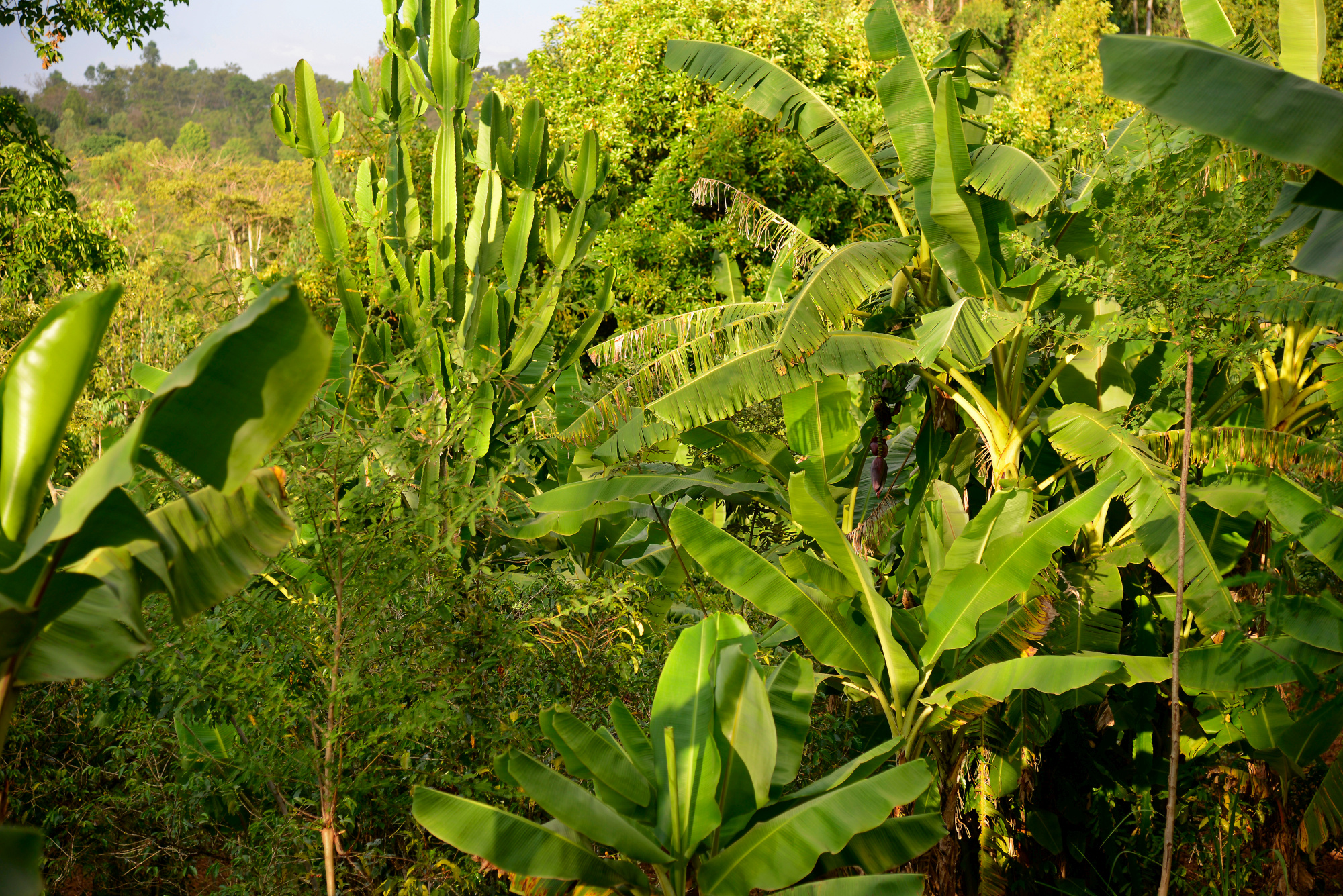 Banana Tree 1 Rift Valley Pictures Geography Im Austria Forum