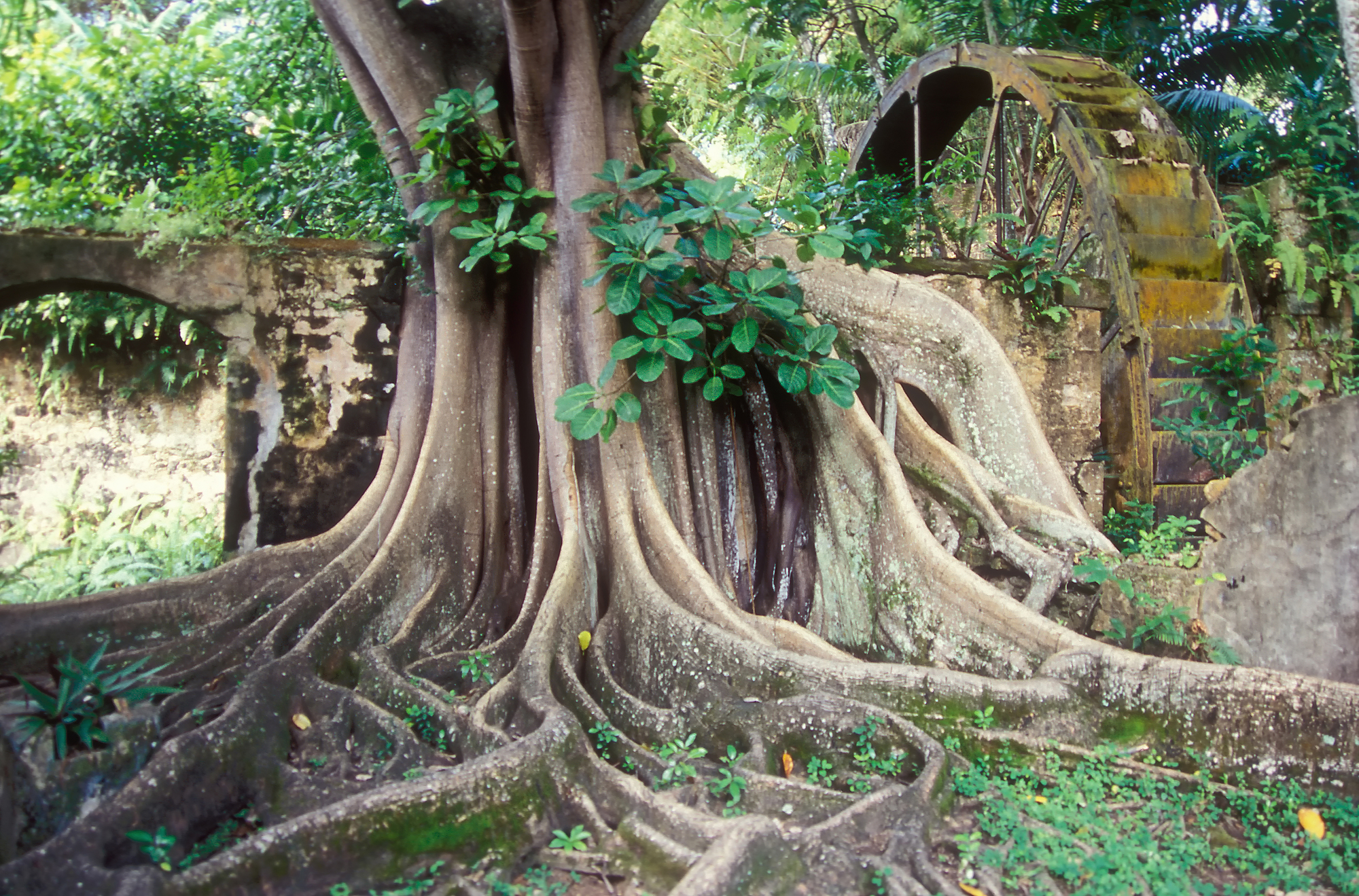 Sugar Mill Ruins 2 St Lucia Pictures Geography Im Austria Forum sugar-mill-ruins-2-st-lucia-pictures-geography-im-austria-forum