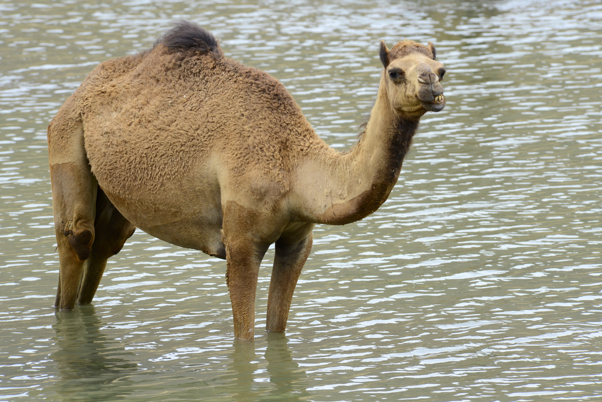 Wadi Darbat - Arabian Camel (2) | Dhofar | Pictures | Geography im ...