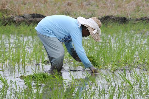 Rice growing | Philippinen | Pictures | Geography im Austria-Forum