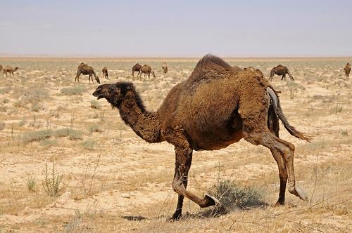 Camels (2) | Palmyra | Pictures | Geography im Austria-Forum