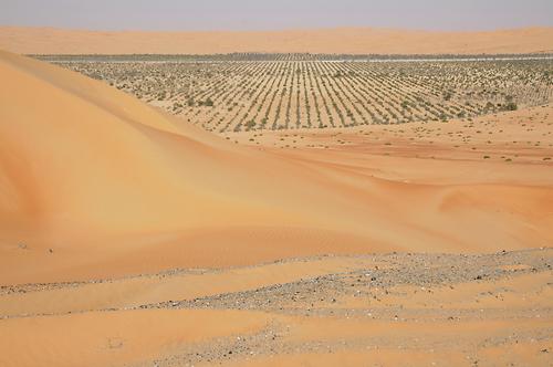Liwa Oasis (1) | Liwa | Pictures | Geography im Austria-Forum