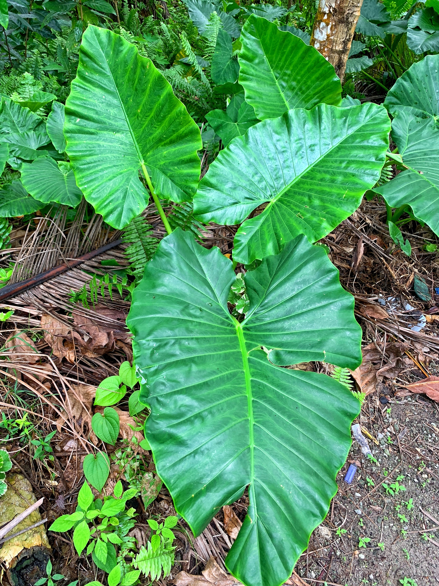 Namonuito Atoll - Ulul; Taro | Ngulu Atoll, Lamotrek Atoll and Ulul ...
