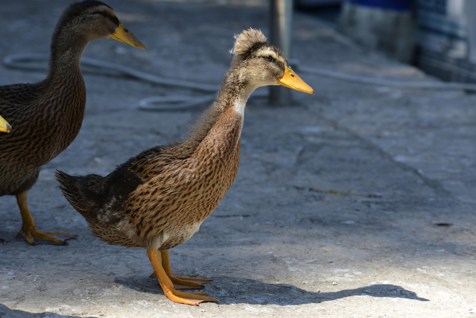 Visovačko Lake - Visovac Monastery; Ducks | Šibenik | Geography im ...