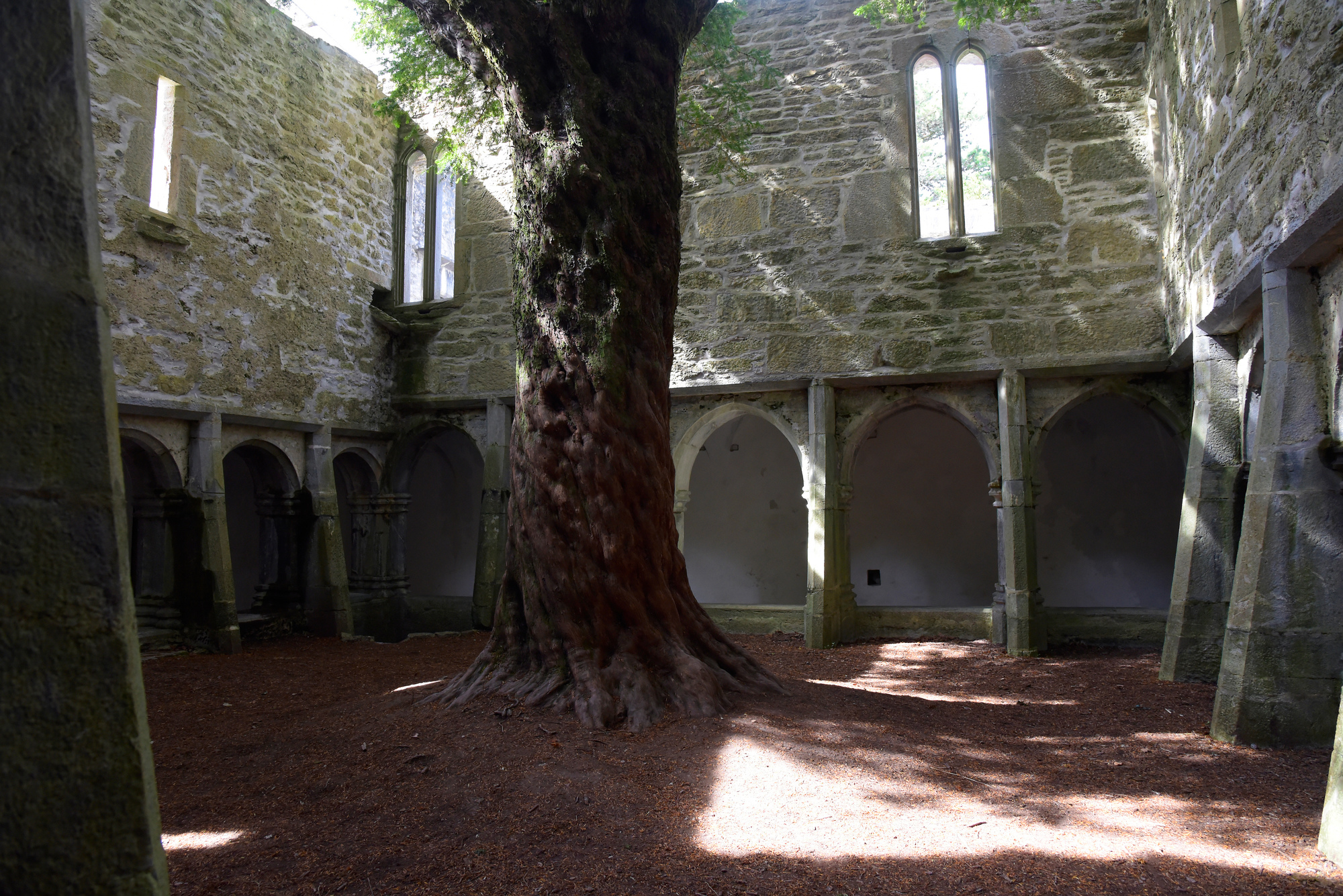 Killarney National Park - Muckross Abbey; Cloister | South-West ...