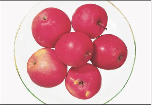 Berner Rosenapfel | Heimatlexikon | Kunst und Kultur im Austria-Forum