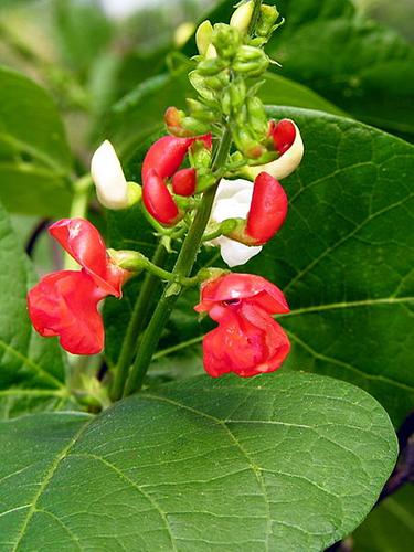 Feuerbohne | Heimatlexikon | Kunst und Kultur im Austria-Forum