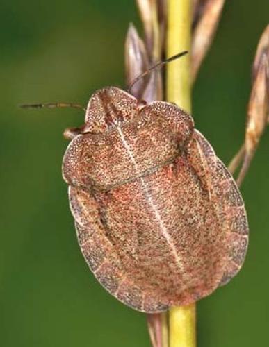 Schildwanze | Heimatlexikon | Kunst und Kultur im Austria-Forum