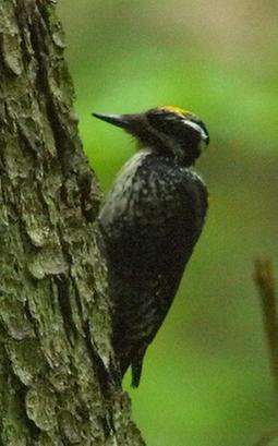 Specht | Heimatlexikon | Kunst und Kultur im Austria-Forum