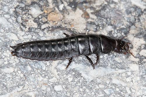 Carabus sp. - kein dt. Name bekannt, Larve am Weg (1) | Carabus sp ...