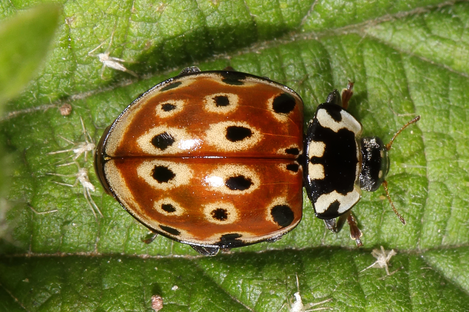Anatis ocellata - Augenmarienkäfer | Anatis ocellata - Augenmarienkäfer ...