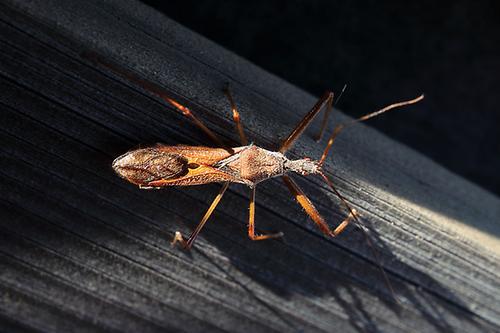 04 - Reduviidae - Raubwanzen | Heteroptera - Wanzen | Natur im Austria ...