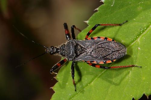 04 - Reduviidae - Raubwanzen | Heteroptera - Wanzen | Natur im Austria ...