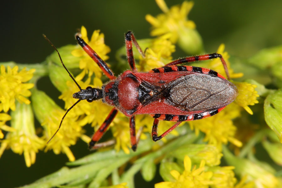 Rhinocoris iracundus - Rote Mordwanze, Wanze auf Goldrute | Rhinocoris ...
