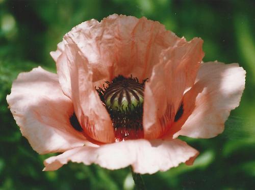 Mohn | ABC zur Volkskunde Österreichs | Kunst und Kultur im Austria-Forum