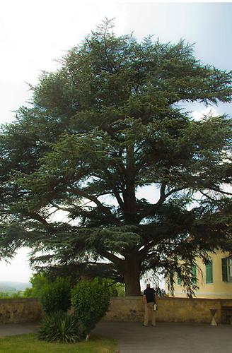 Zeder | Straden | Blogmobil | Kunst und Kultur im Austria-Forum