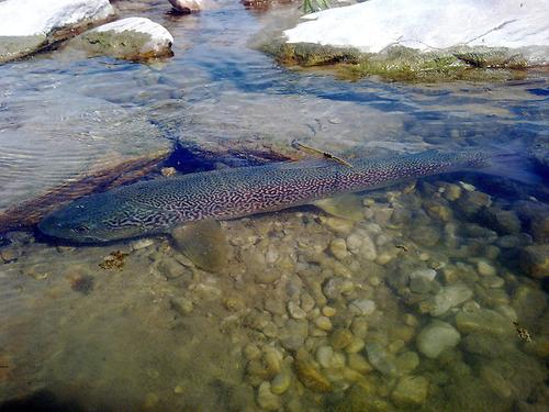 Die Forelle | Naturwissenschaften | Essays im Austria-Forum