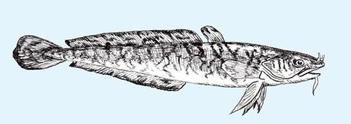 Aalquappe | Fauna | Natur im Austria-Forum