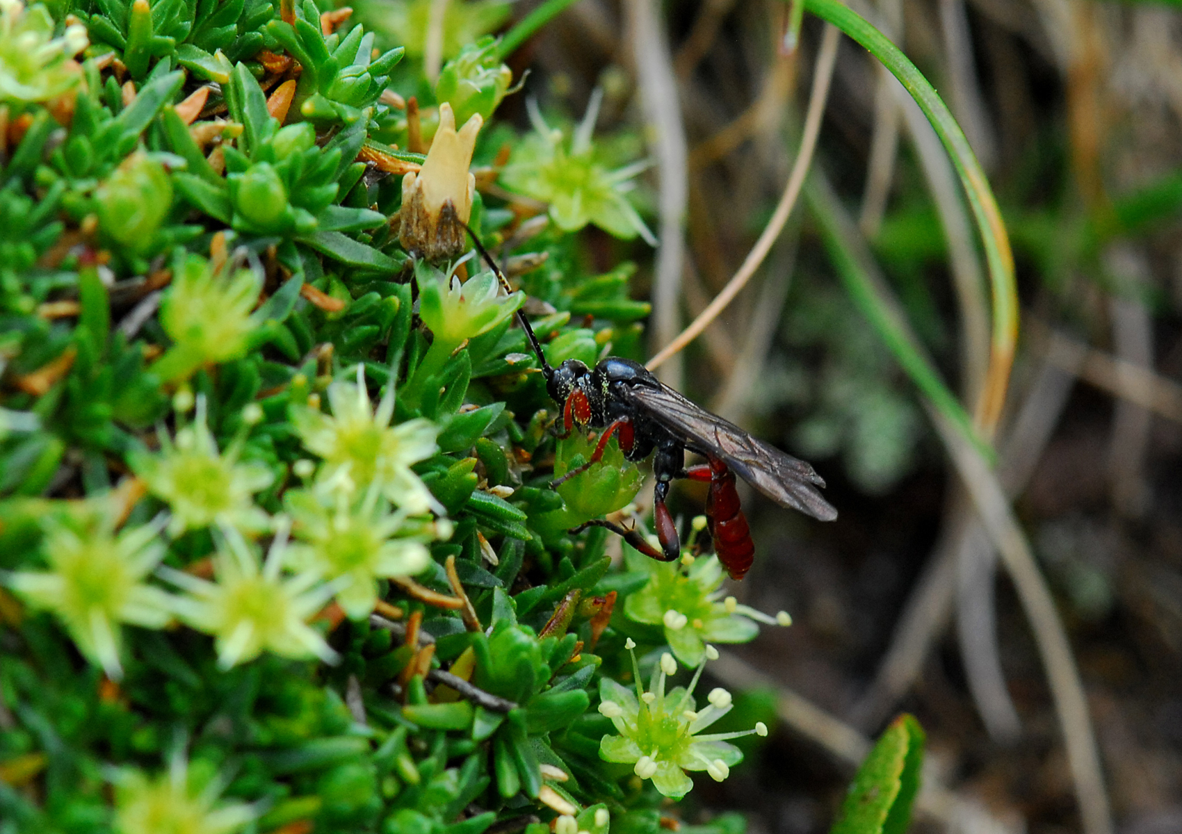 Cryptus Armator (1) | Cryptus Armator | Fauna | Natur im Austria-Forum