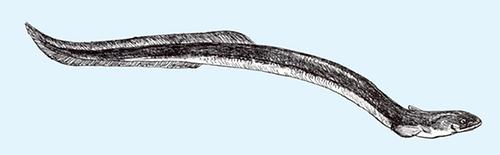 Flussaal | Fauna | Natur im Austria-Forum