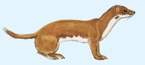 Kleines Wiesel | Fauna | Natur im Austria-Forum