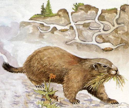 Murmeltier | Heimatlexikon | Kunst und Kultur im Austria-Forum