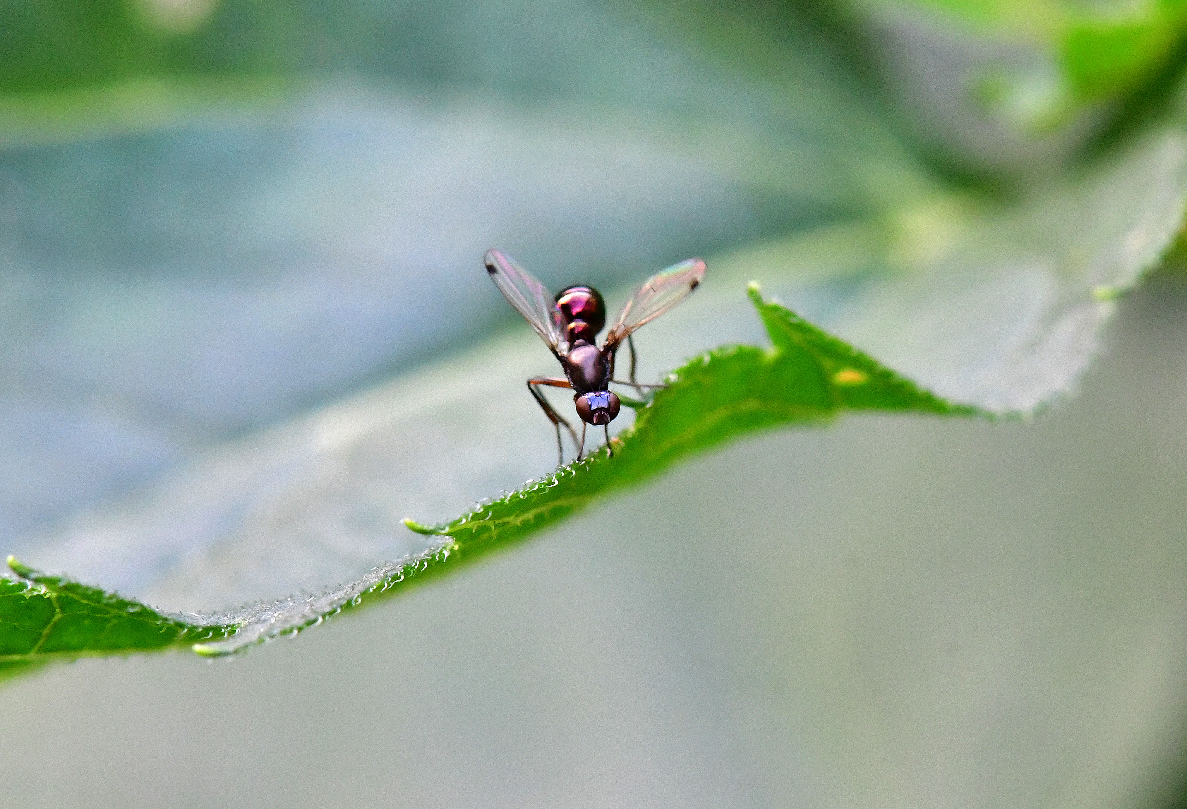 Nemopoda nitidula (2) | Nemopoda nitidula | Fauna | Natur im Austria-Forum