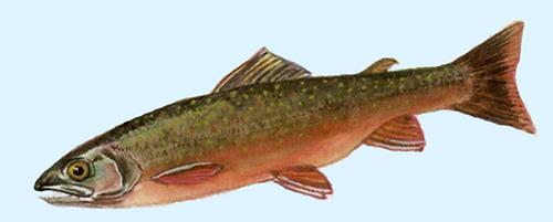 Seesaibling | Fauna | Natur im Austria-Forum