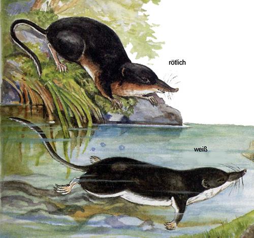 Wasserspitzmaus | Fauna | Natur im Austria-Forum