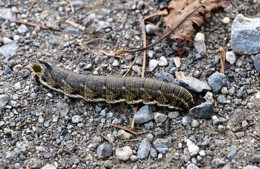 Windenschwärmer (Raupe) | Windenschwärmer | Fauna | Natur im Austria-Forum