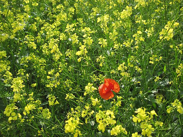 Acker-Senf mit Mohnblüte | Acker-Senf | Flora | Natur im Austria-Forum