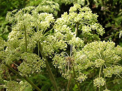 Blüte | Engelswurz | Flora | Natur im Austria-Forum