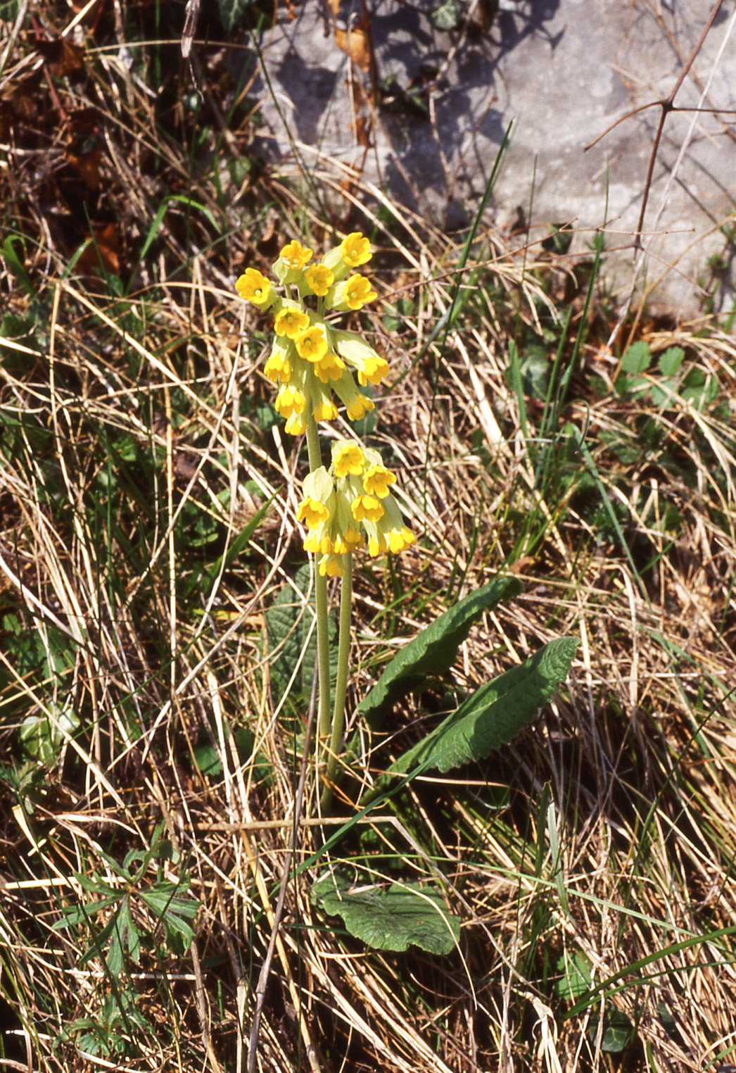 Frühlings-Primel (1) | Frühlings-Primel | Flora | Natur im Austria-Forum