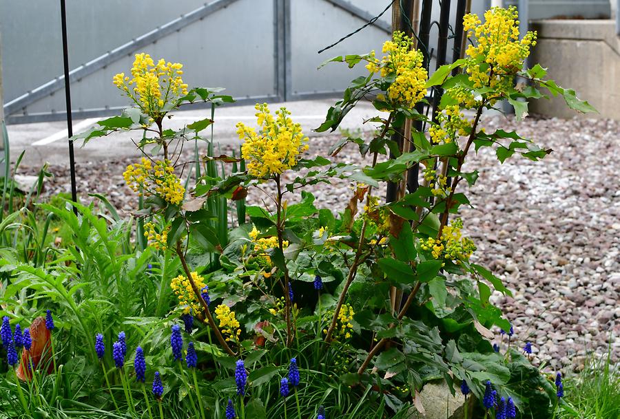 Gewöhnliche Mahonie (1) | Gewöhnliche Mahonie | Flora | Natur im ...