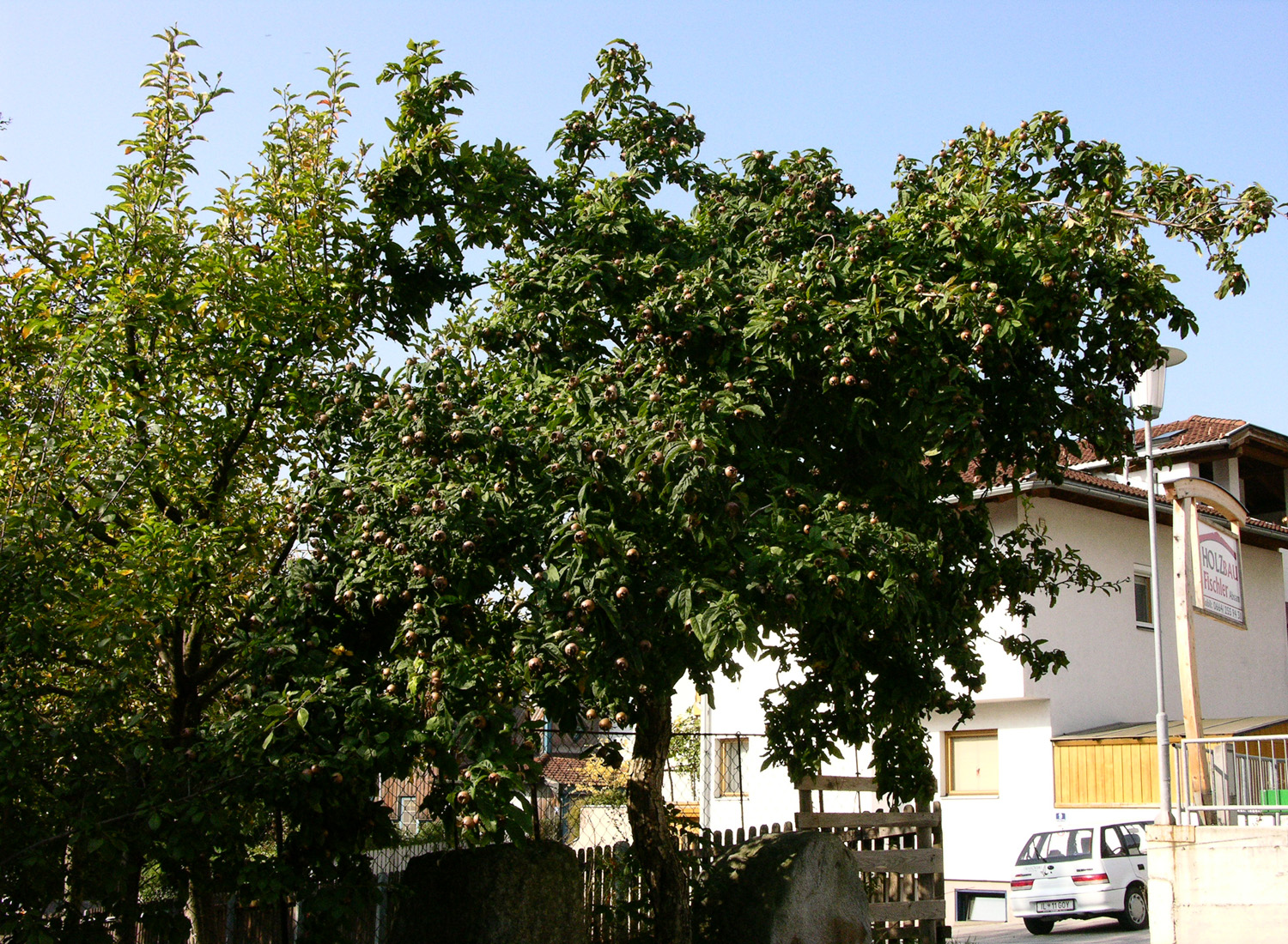 Baum (1) | Mispel | Flora | Natur im Austria-Forum
