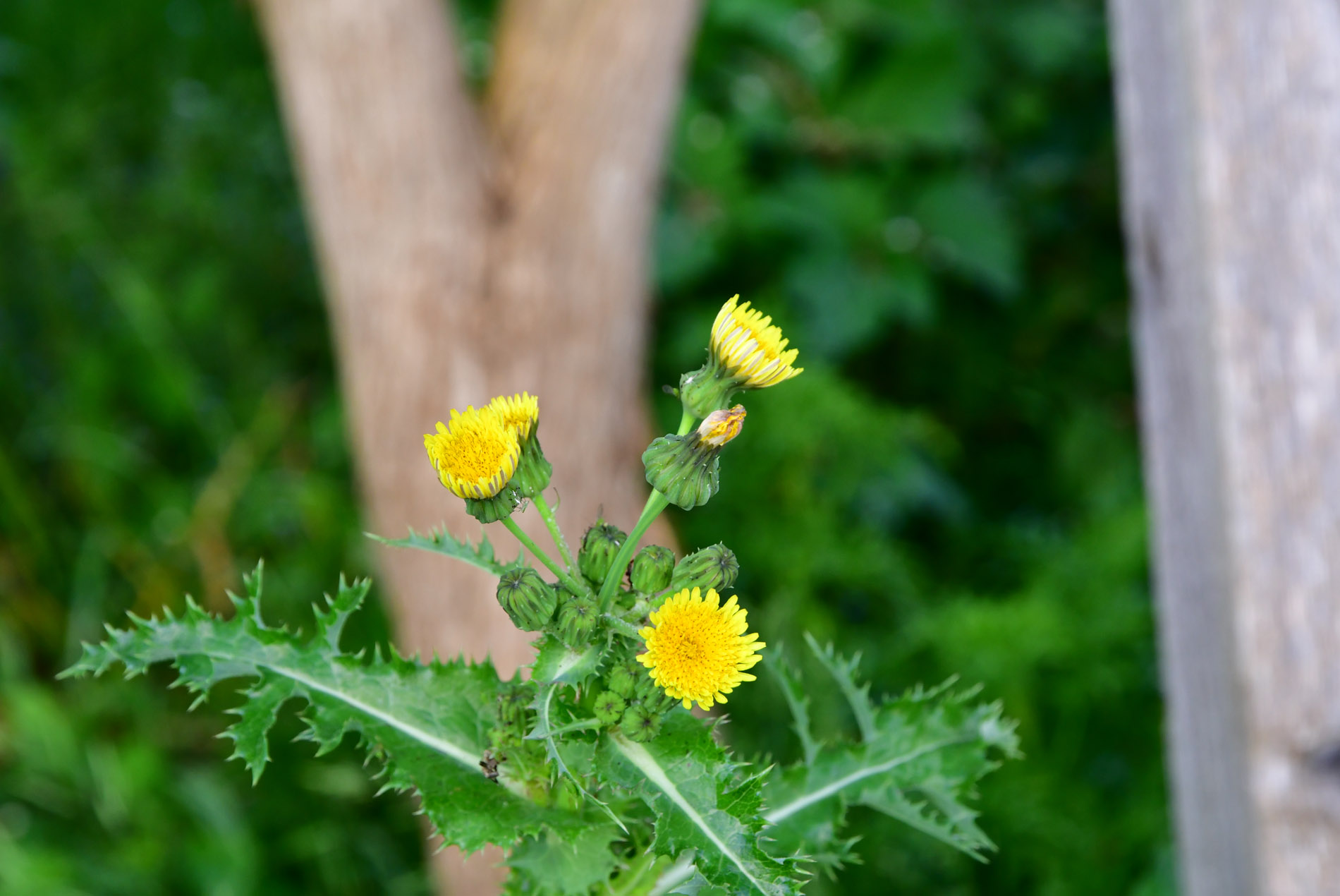Raue Gänsedistel (3) | Raue Gänsedistel | Flora | Natur im Austria-Forum