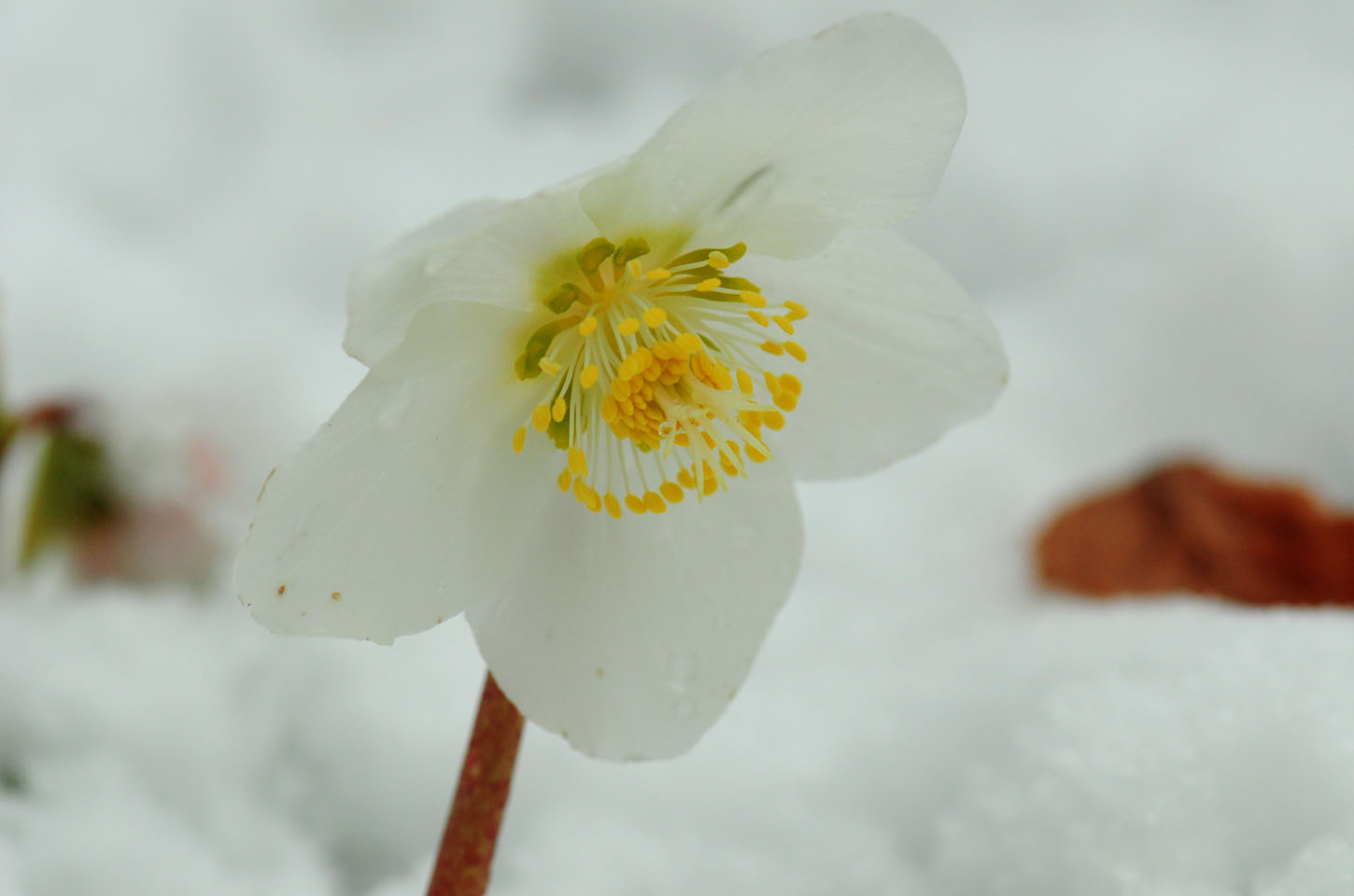 Schneerose im Schnee (3) | Schneerose | Flora | Natur im Austria-Forum