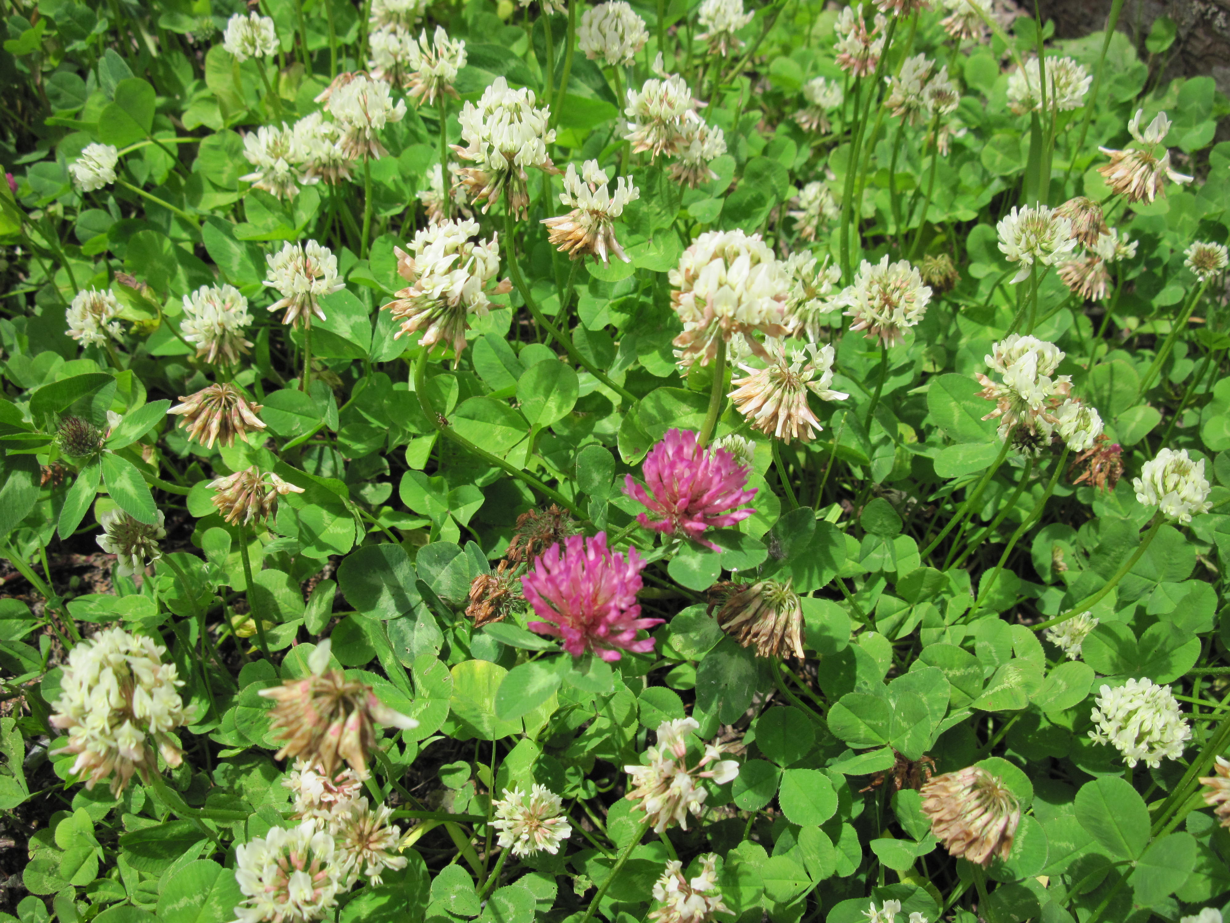 Weiß-Klee, dazwischen Roter Klee | Weiß-Klee | Flora | Natur im Austria ...