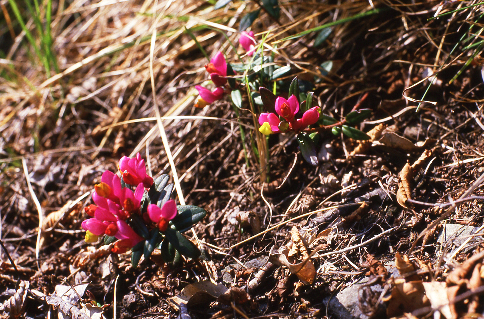 Zwerg-Buchsbaum (1) | Zwerg-Buchsbaum | Flora | Natur im Austria-Forum