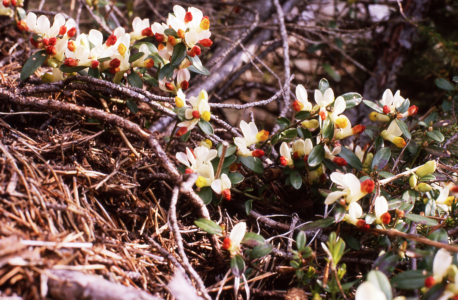 Zwerg-Buchsbaum (2) | Zwerg-Buchsbaum | Flora | Natur im Austria-Forum