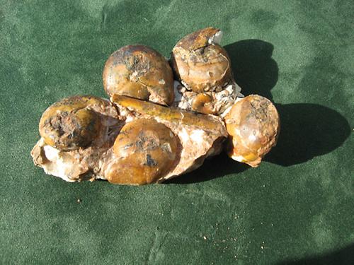 Arcestes | Fossilien | Natur im Austria-Forum