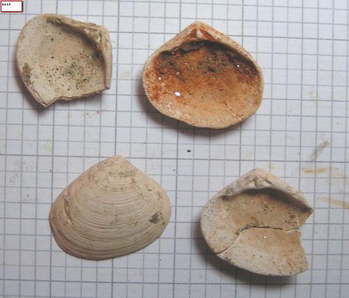 Astarte | Fossilien | Natur im Austria-Forum